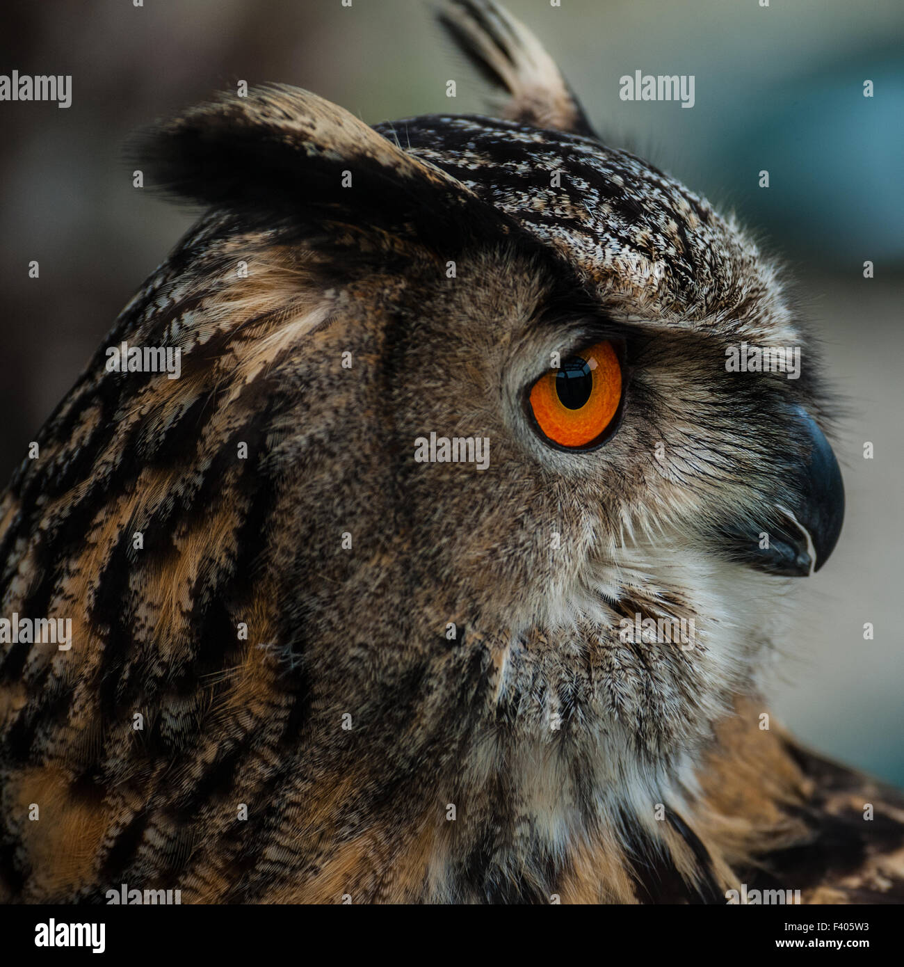 Nachteule hi-res stock photography and images - Alamy