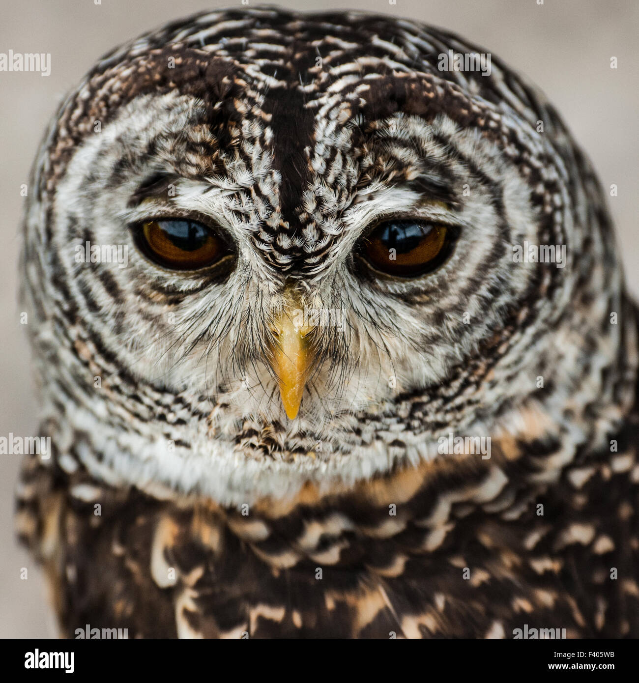 Nachteule hi-res stock photography and images - Alamy