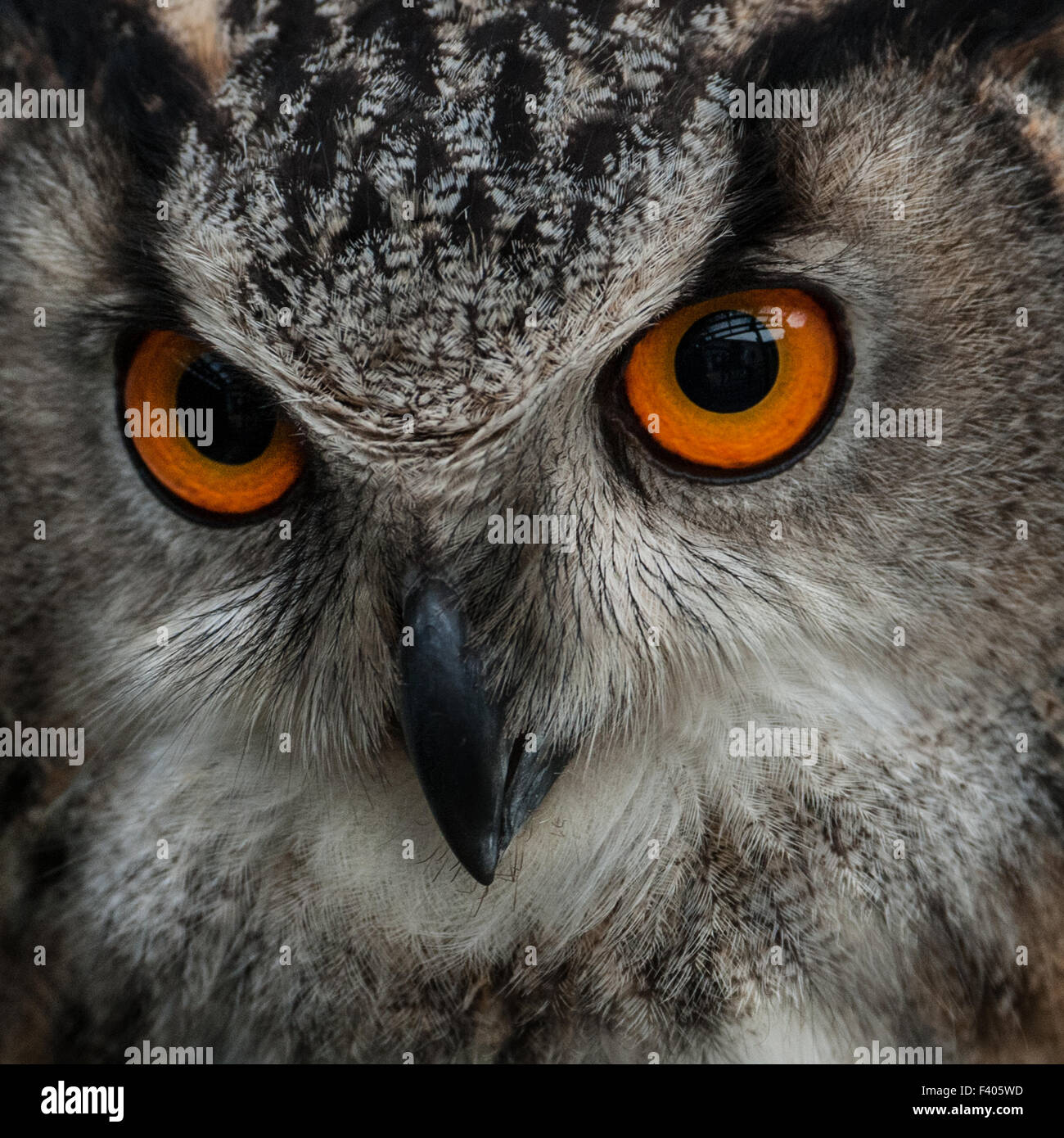 Nachteule hi-res stock photography and images - Alamy