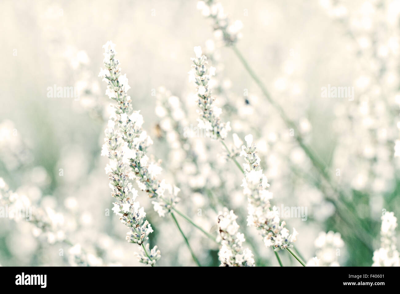 Spring field with white lavender flowers Stock Photo - Alamy