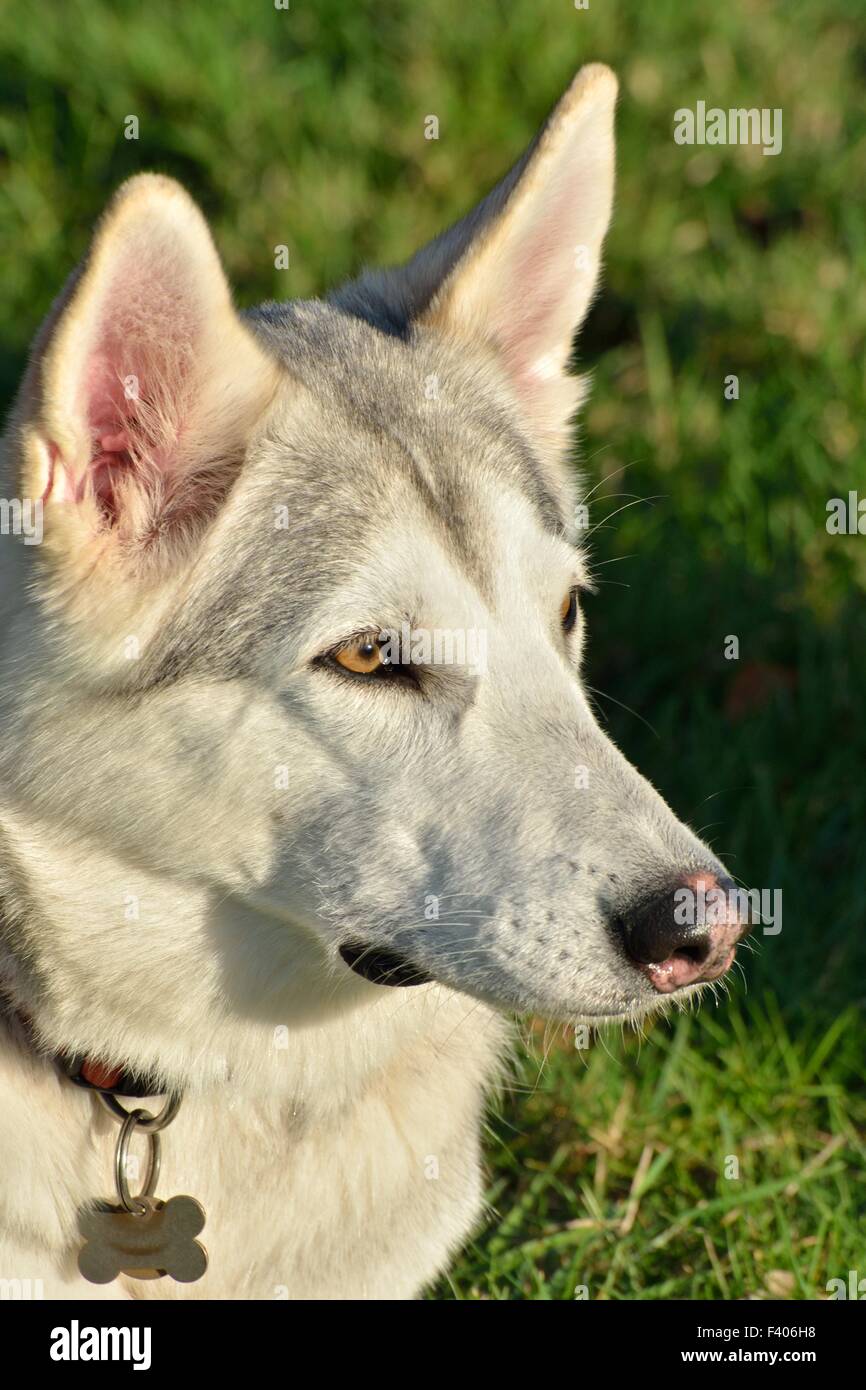 White husky hi-res stock photography and images - Alamy