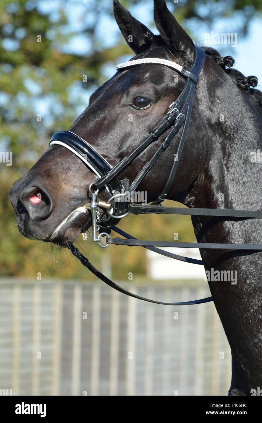 Head of Black horse Stock Photo - Alamy