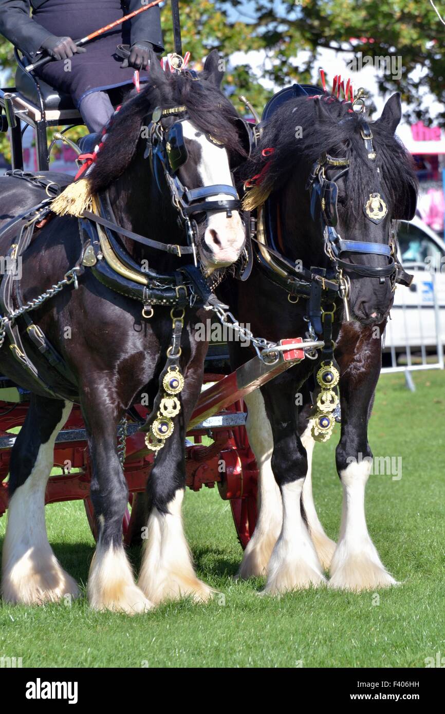 Shire stallion hi-res stock photography and images - Alamy