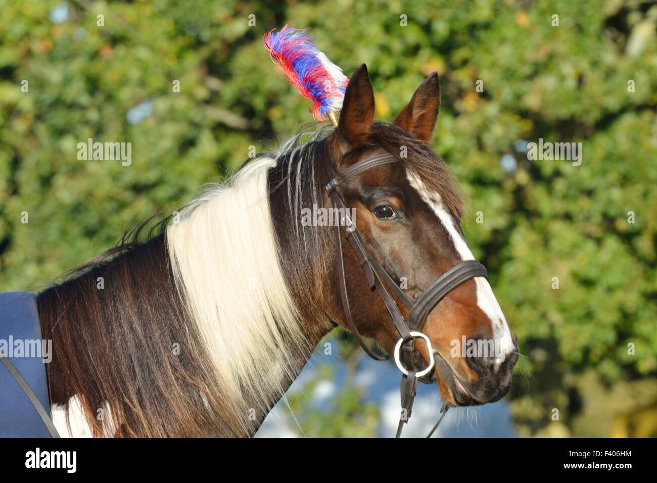 pony head in close up Stock Photo - Alamy