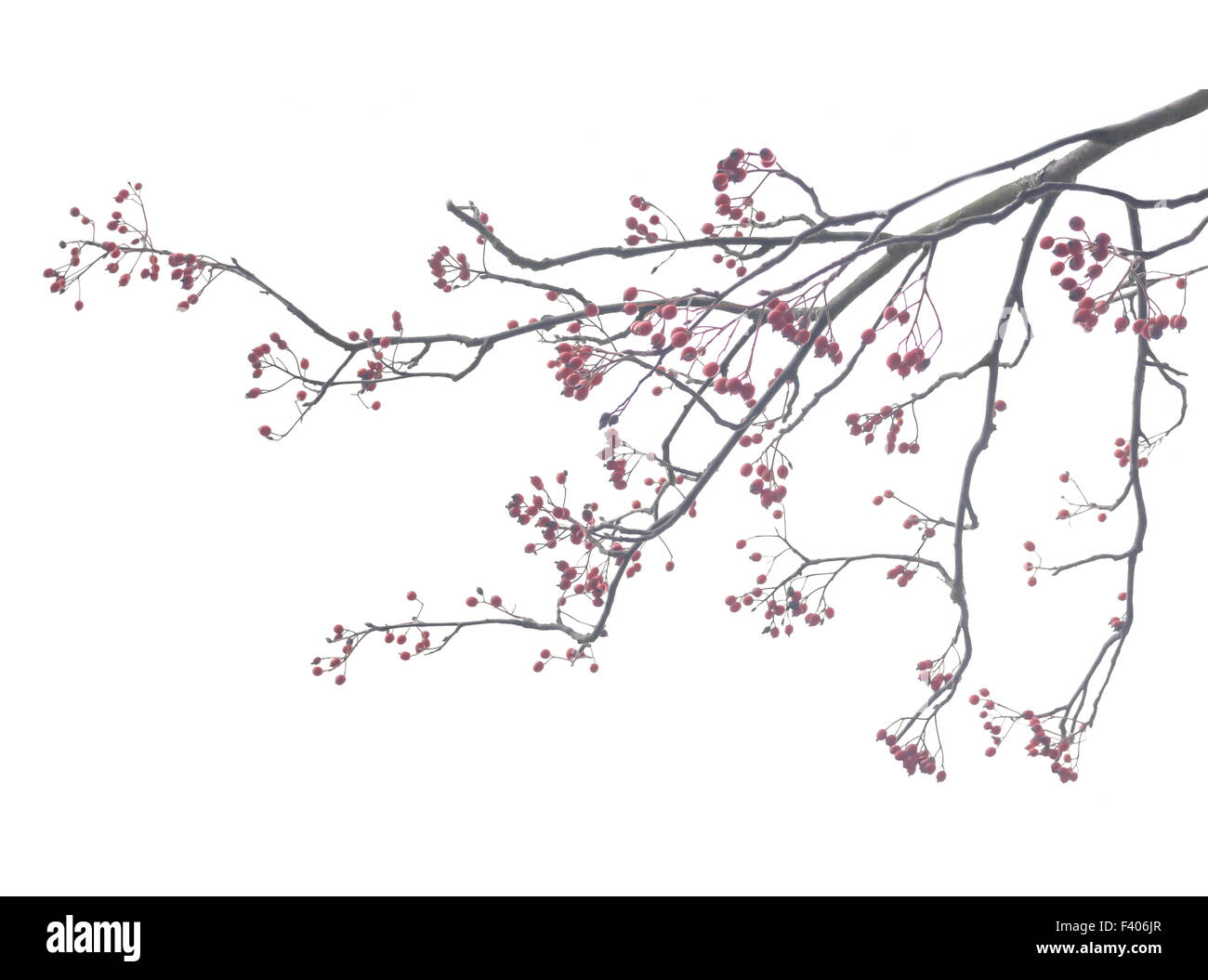 Red berry tree hi-res stock photography and images - Alamy