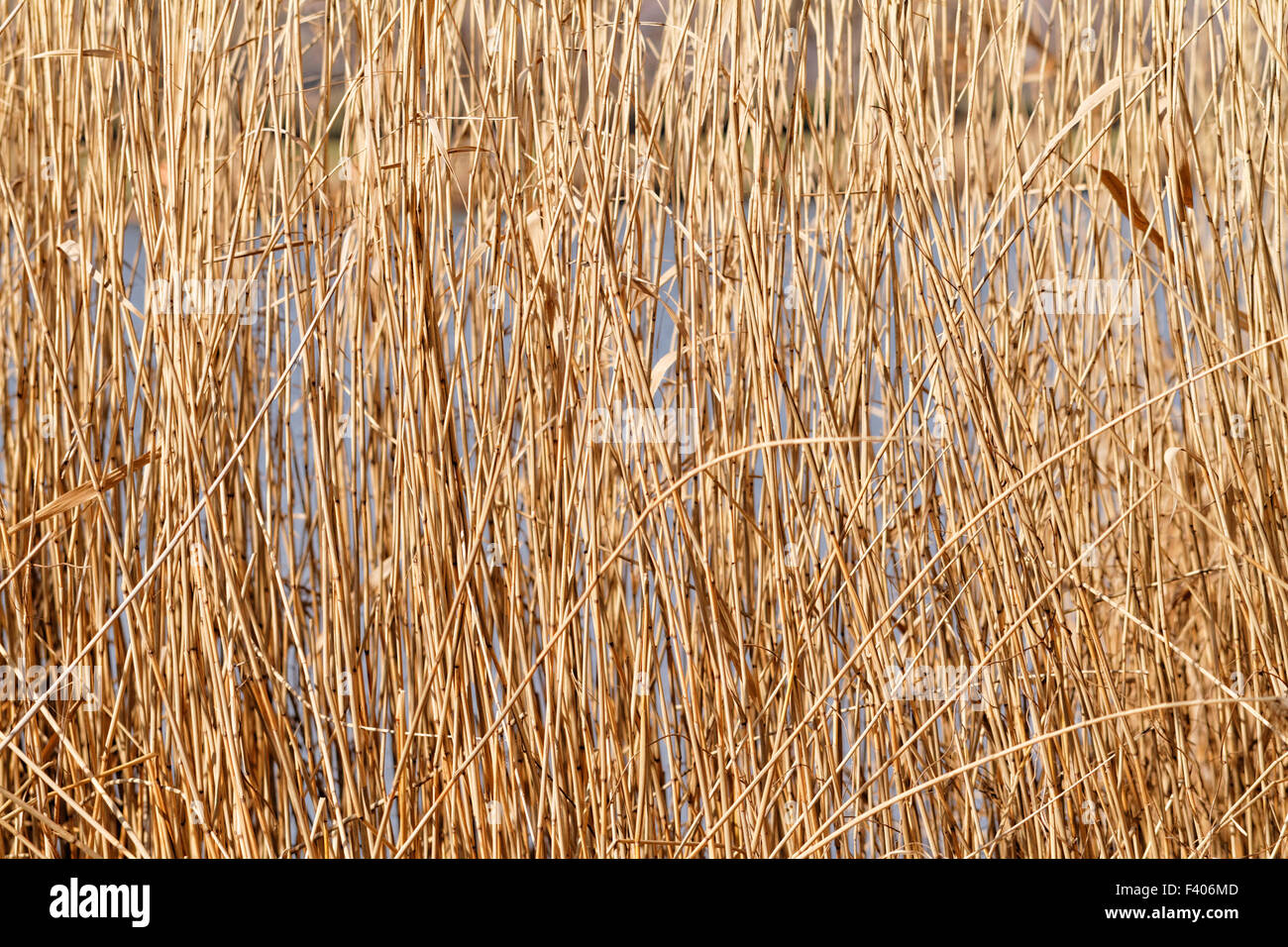 Photo of a beautiful reeds at the lake Stock Photo - Alamy