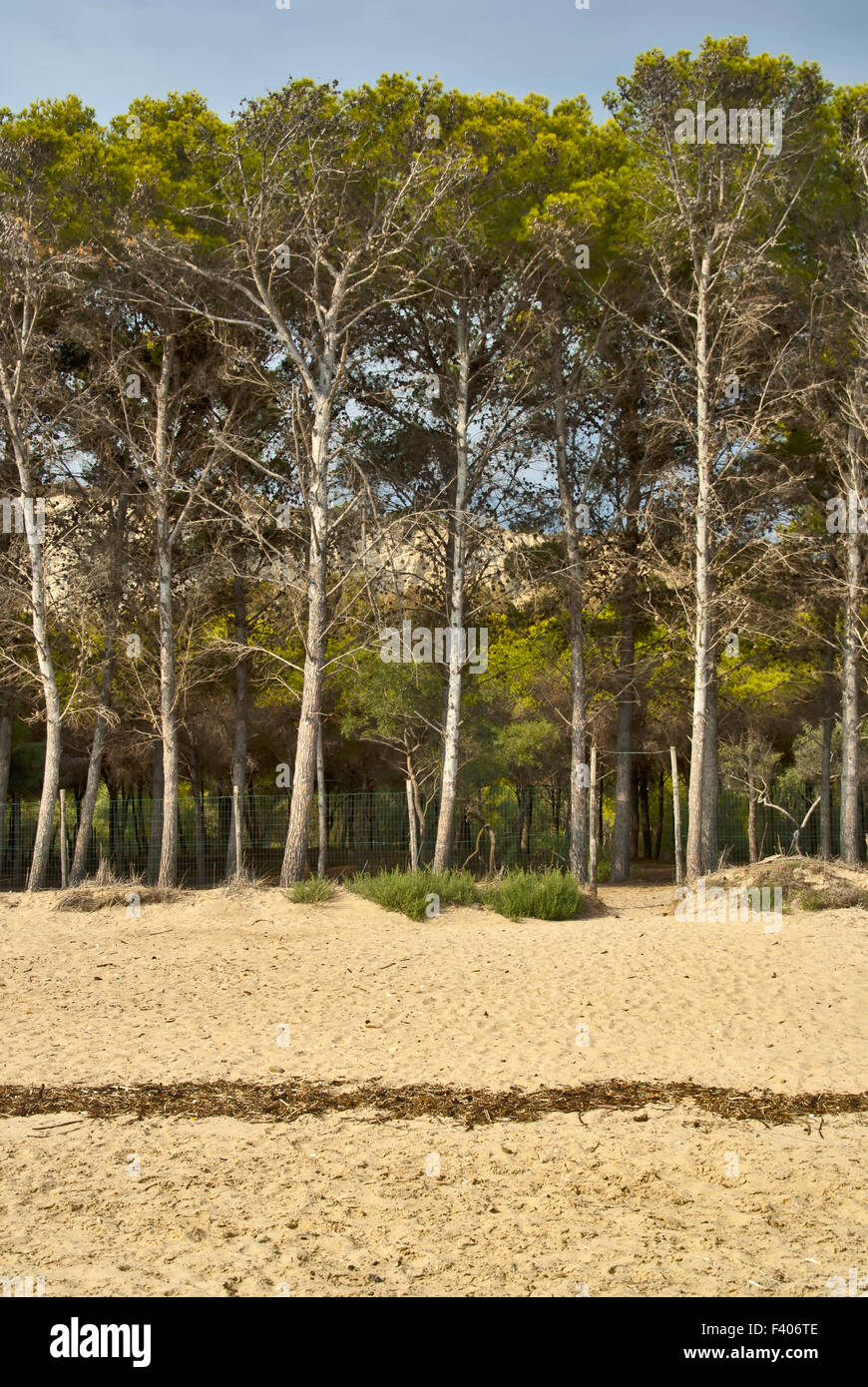 Forst plant protect hi-res stock photography and images - Alamy