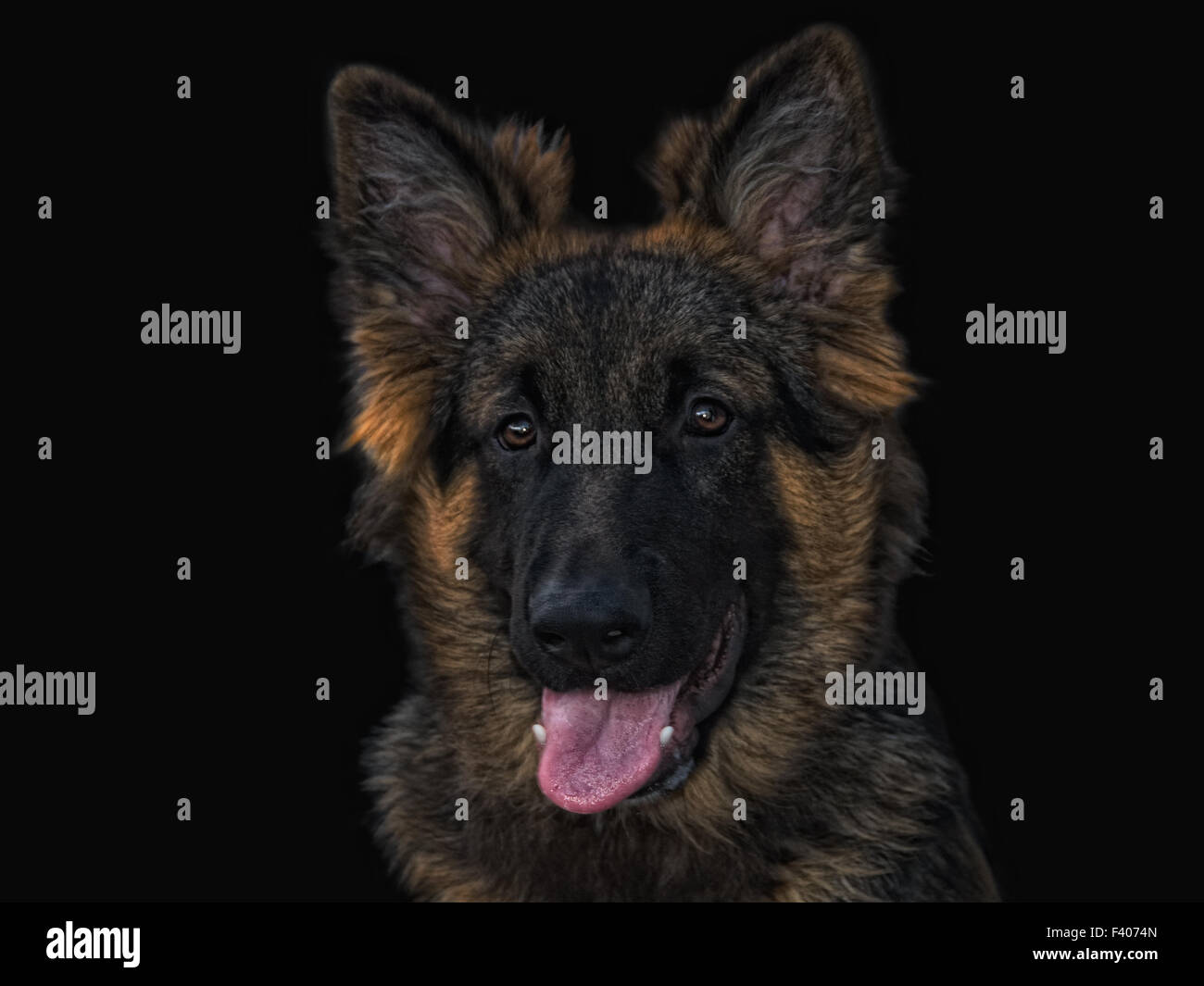 Young shepherd hi-res stock photography and images - Alamy