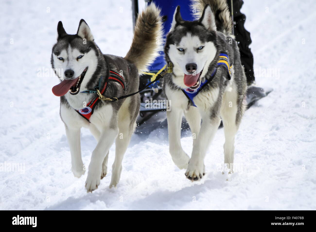 Sled dogs in speed racing, Moss, Switzerland Stock Photo - Alamy