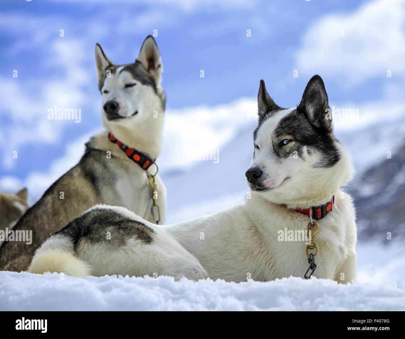 Husky dogs resting Stock Photo - Alamy