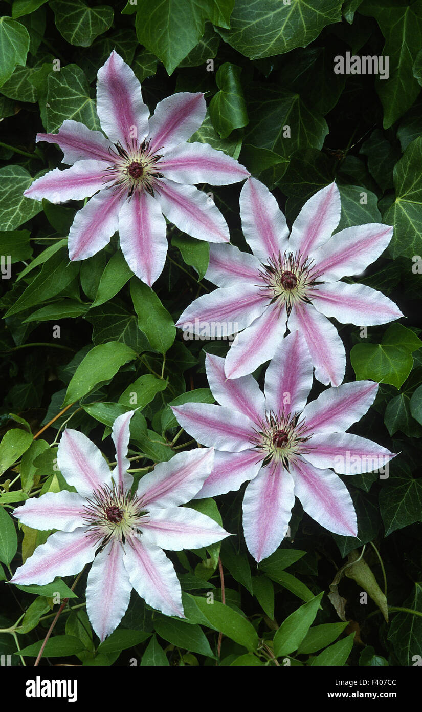 Clematis flower hi-res stock photography and images - Alamy