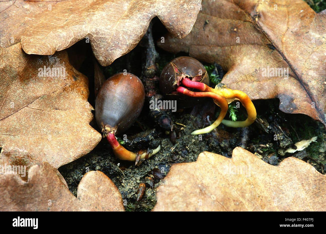 Germination tree hi-res stock photography and images - Alamy