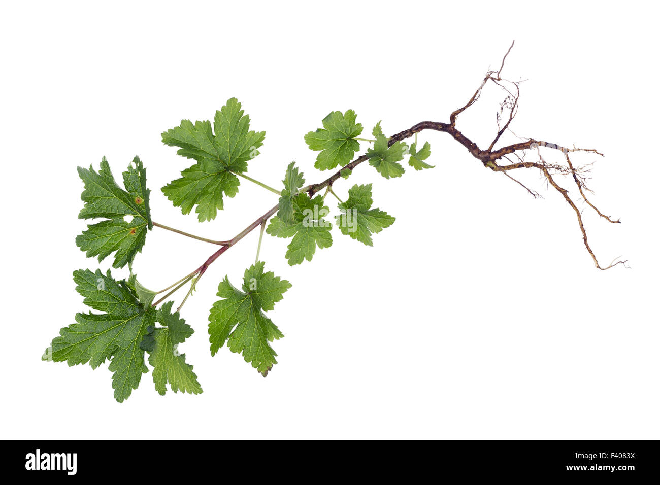 organic skeleton Stock Photo - Alamy