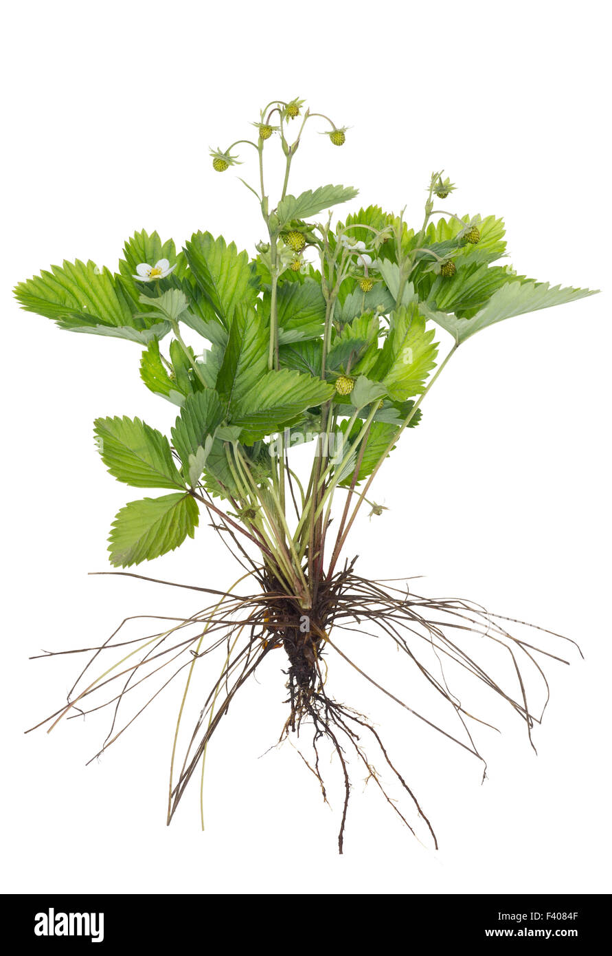 Strawberry plant roots hi-res stock photography and images - Alamy