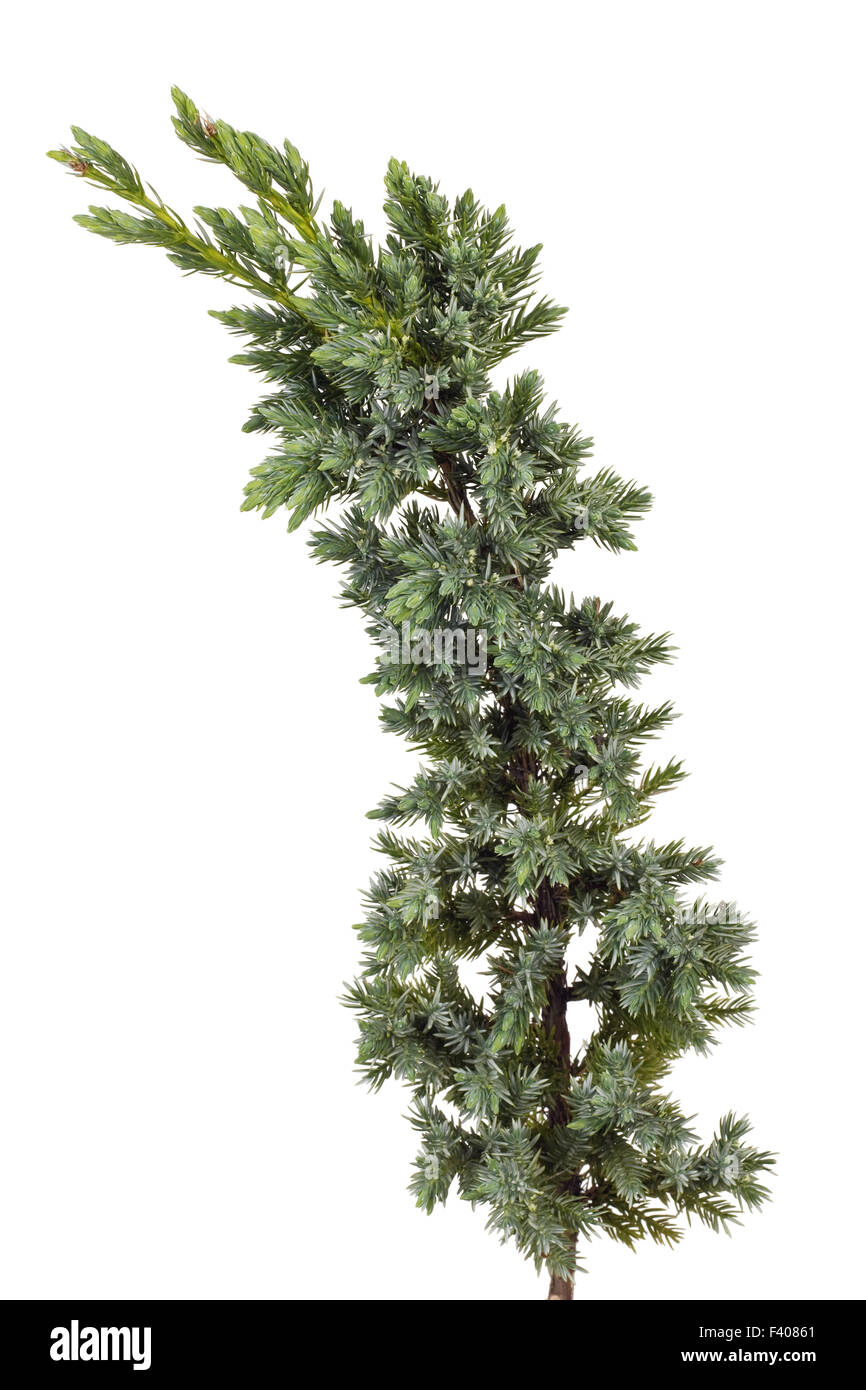 Blue and pine Cut Out Stock Images & Pictures - Alamy