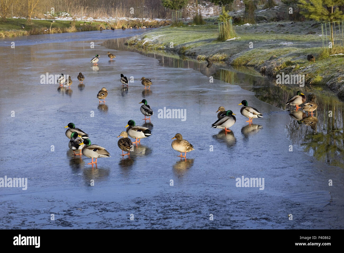 Ducks on ice Stock Photo - Alamy