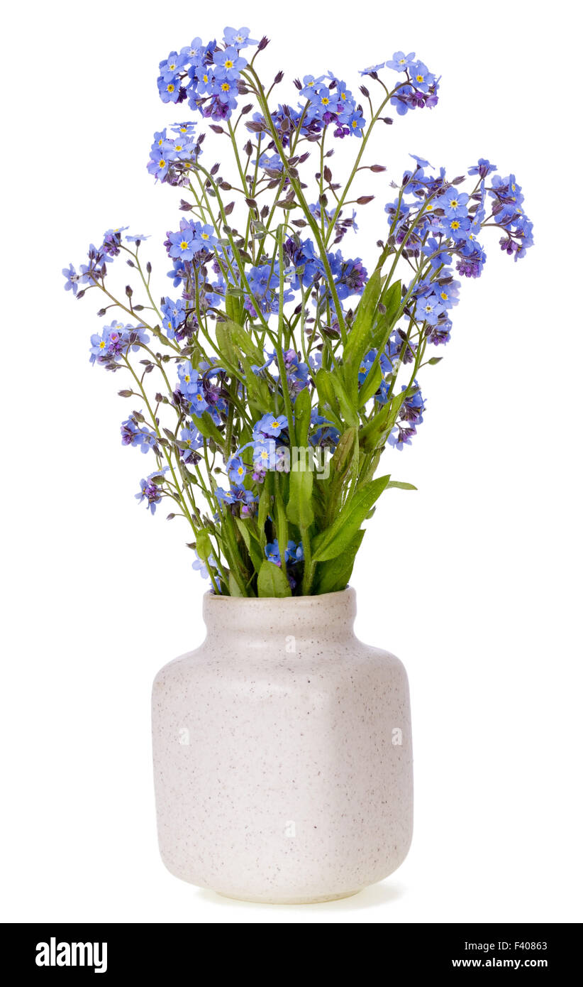 Spring blue mini flowers Stock Photo - Alamy