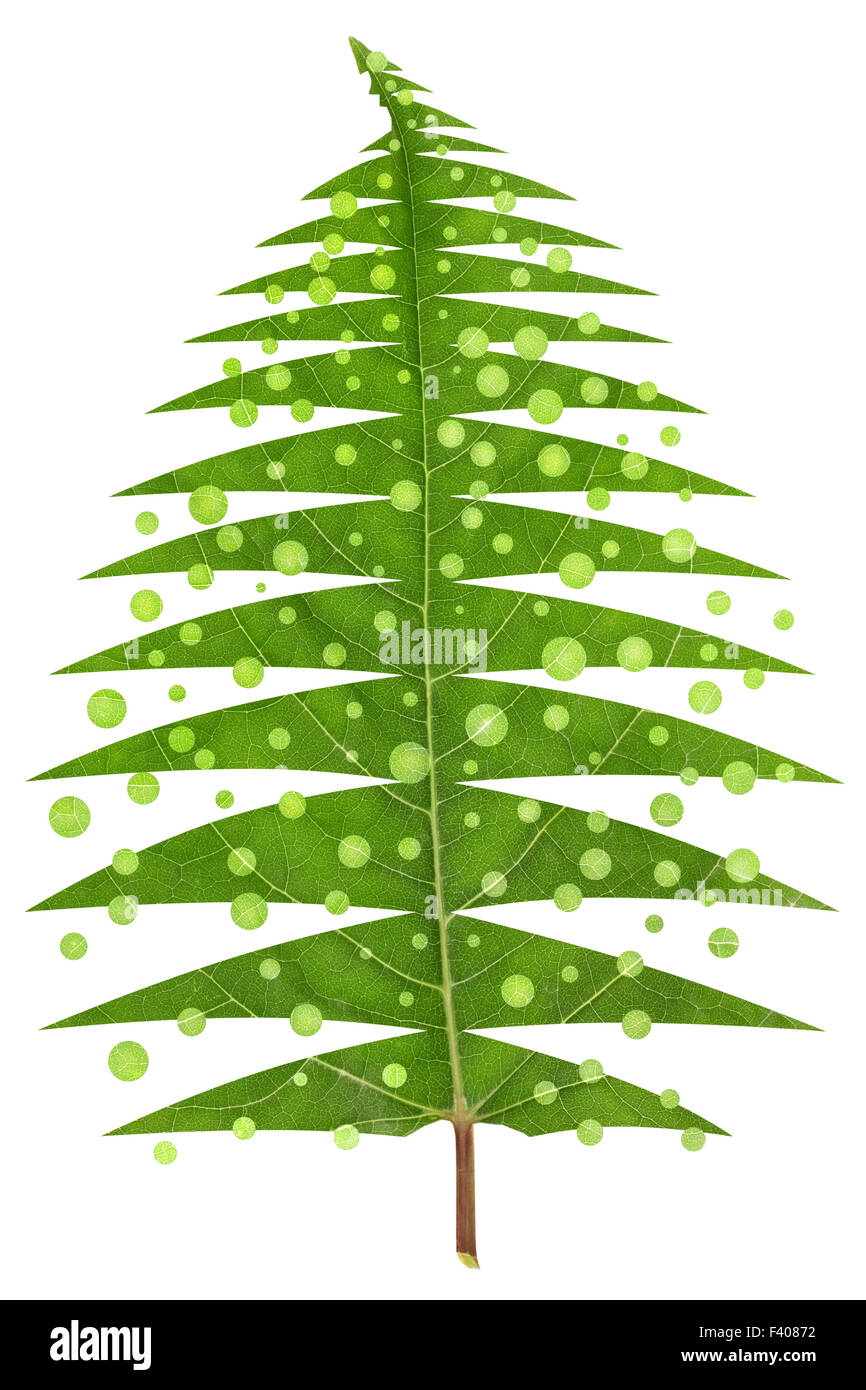 Leaf from branch hi-res stock photography and images - Alamy