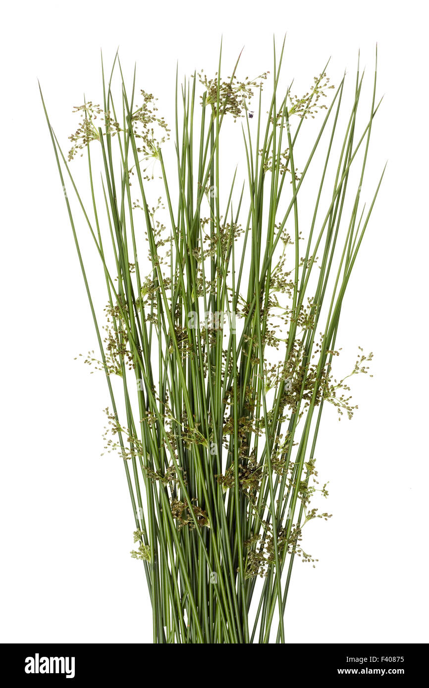 Agriculture blades of grass hi-res stock photography and images - Alamy