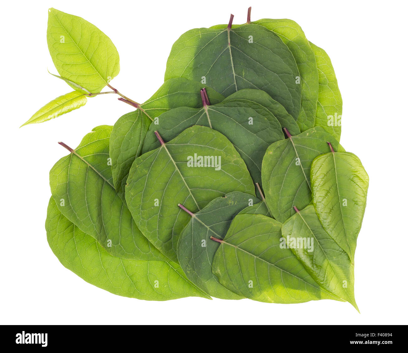 Nature green heart concept Stock Photo - Alamy