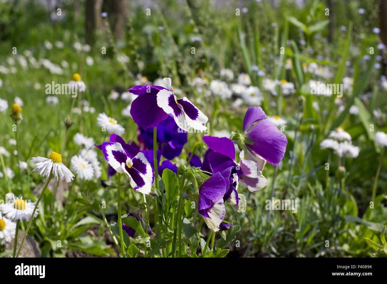 Daisies meadow concept Stock Photo - Alamy