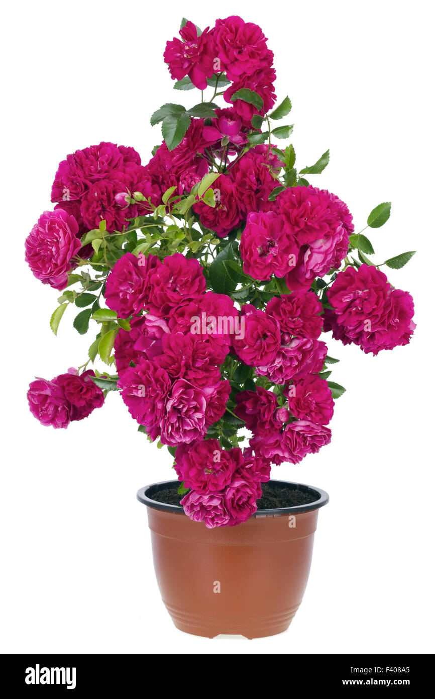 Pink red roses yellow Cut Out Stock Images & Pictures - Alamy
