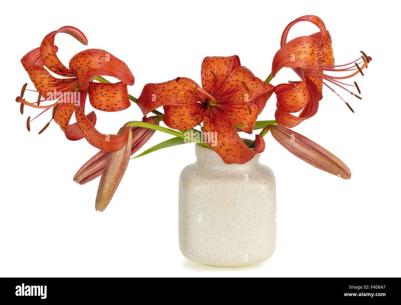 Gentle red garden lily Stock Photo - Alamy