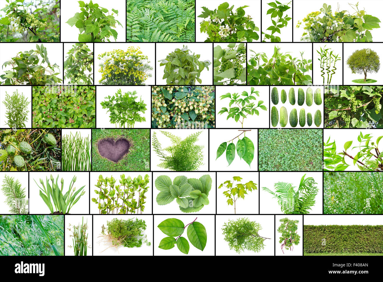 Only green color plants Stock Photo - Alamy