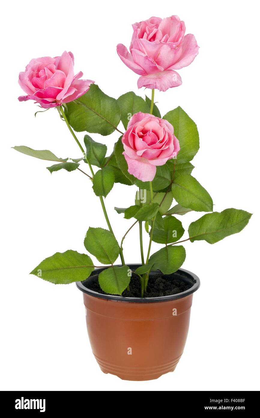 Flamenco hi-res stock photography and images - Alamy