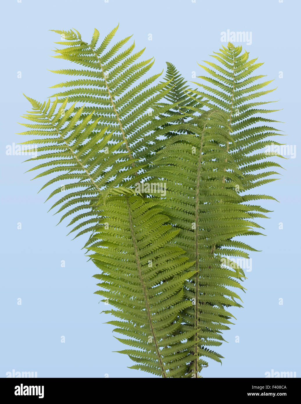 Real backgrounds hi-res stock photography and images - Alamy