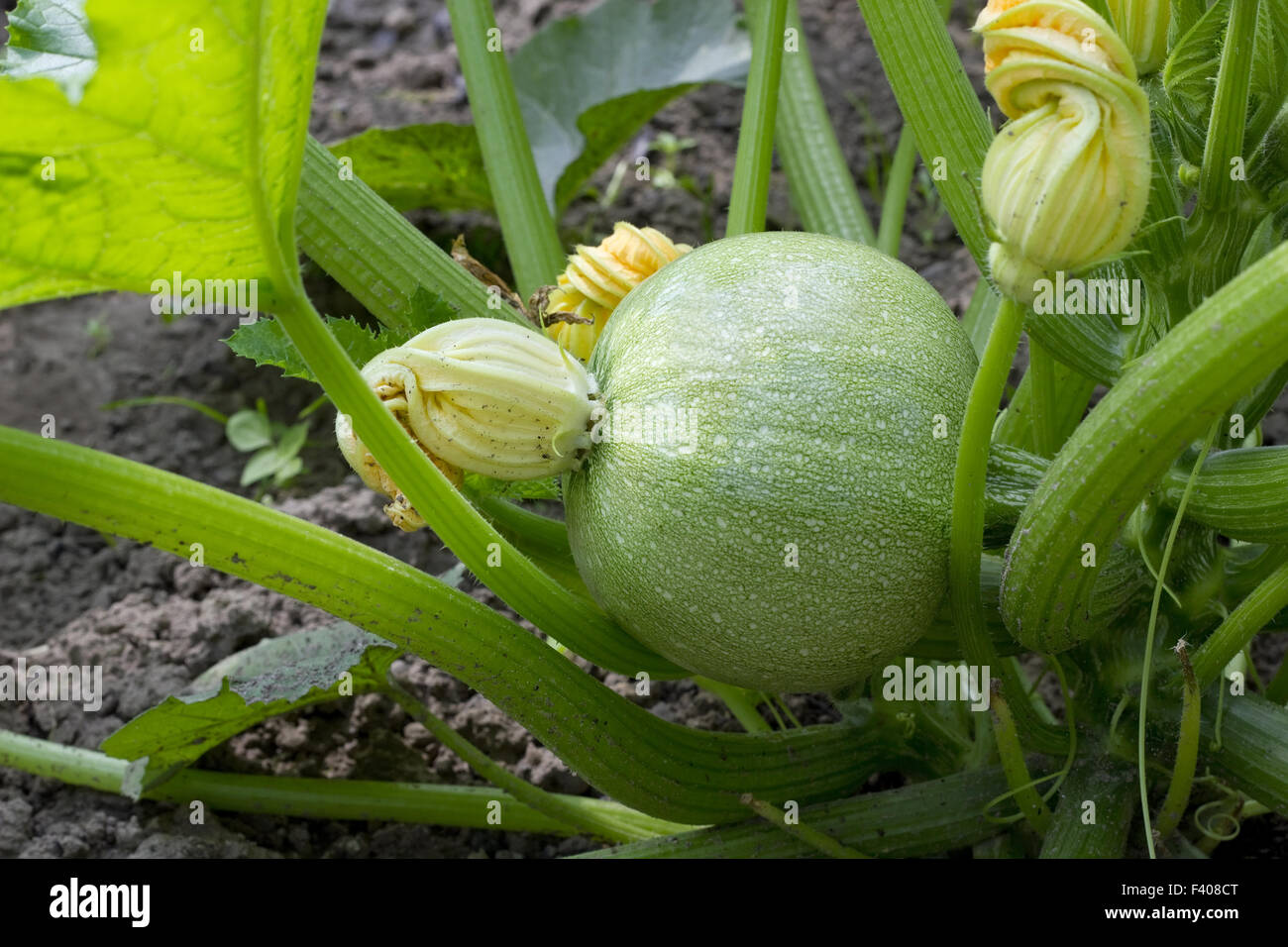 Plant embryo hi-res stock photography and images - Alamy