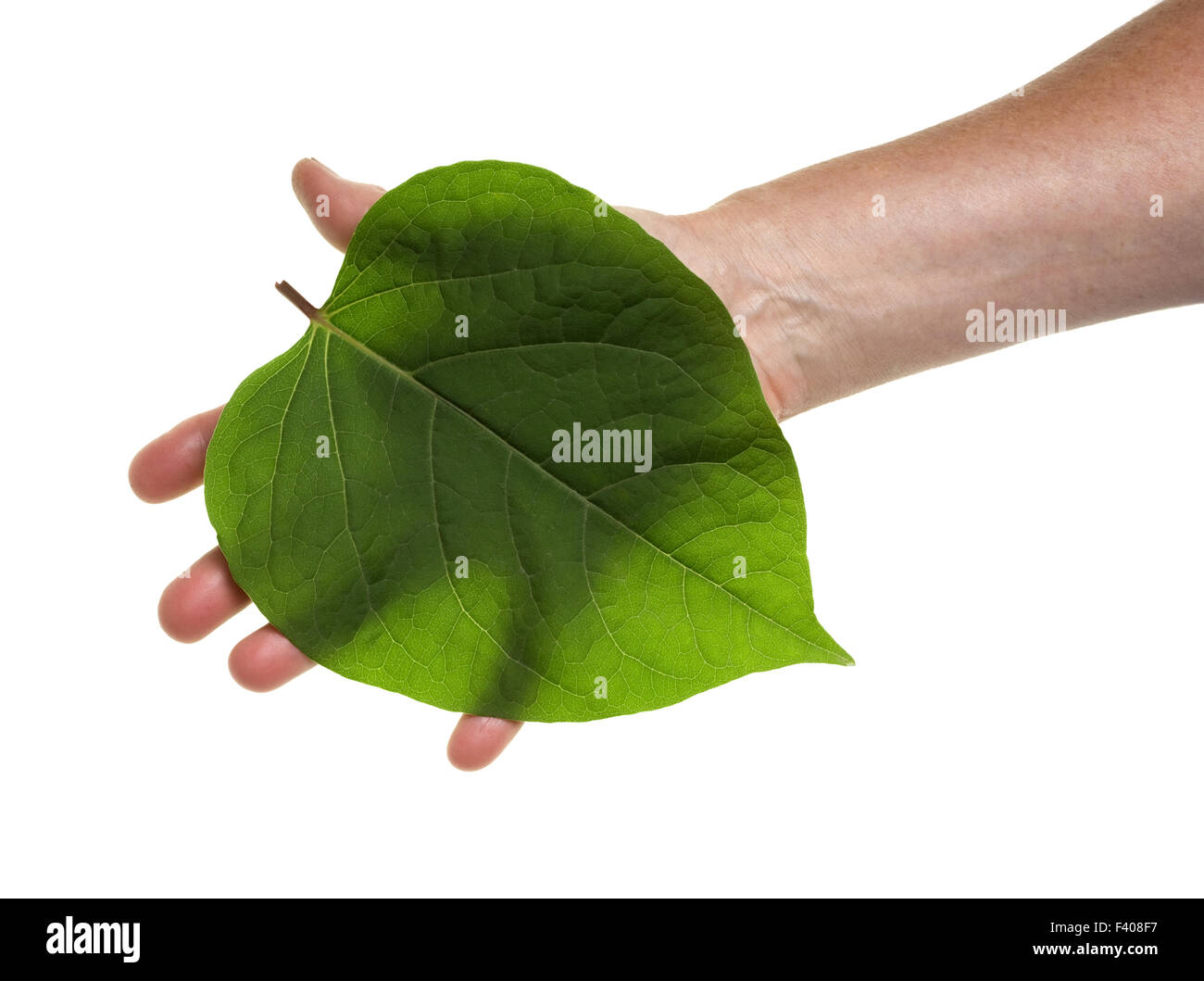 Nature leaf on hand hi-res stock photography and images - Alamy
