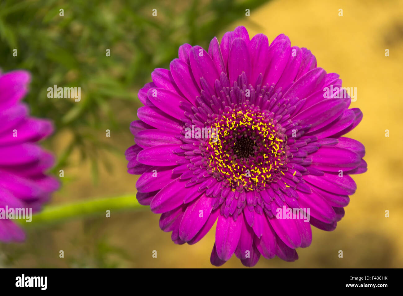 Lila gerbera hi-res stock photography and images - Alamy