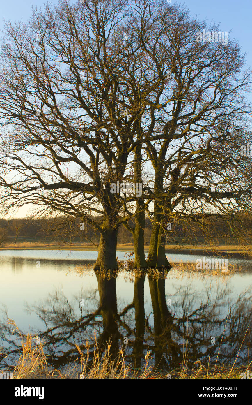 Leafless trees hi-res stock photography and images - Alamy