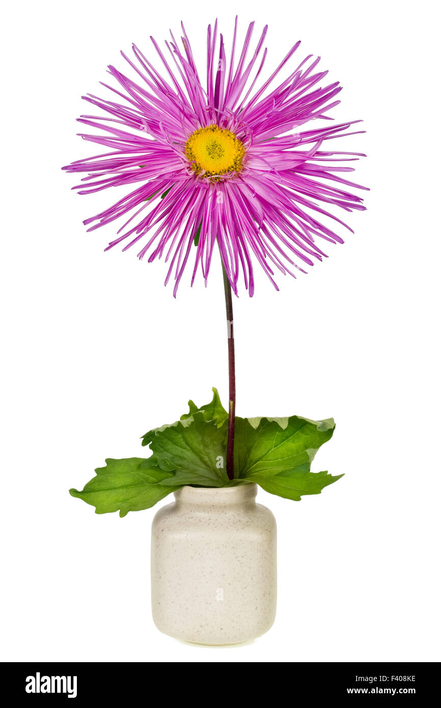 Beautiful single pink aster Cut Out Stock Images & Pictures - Alamy
