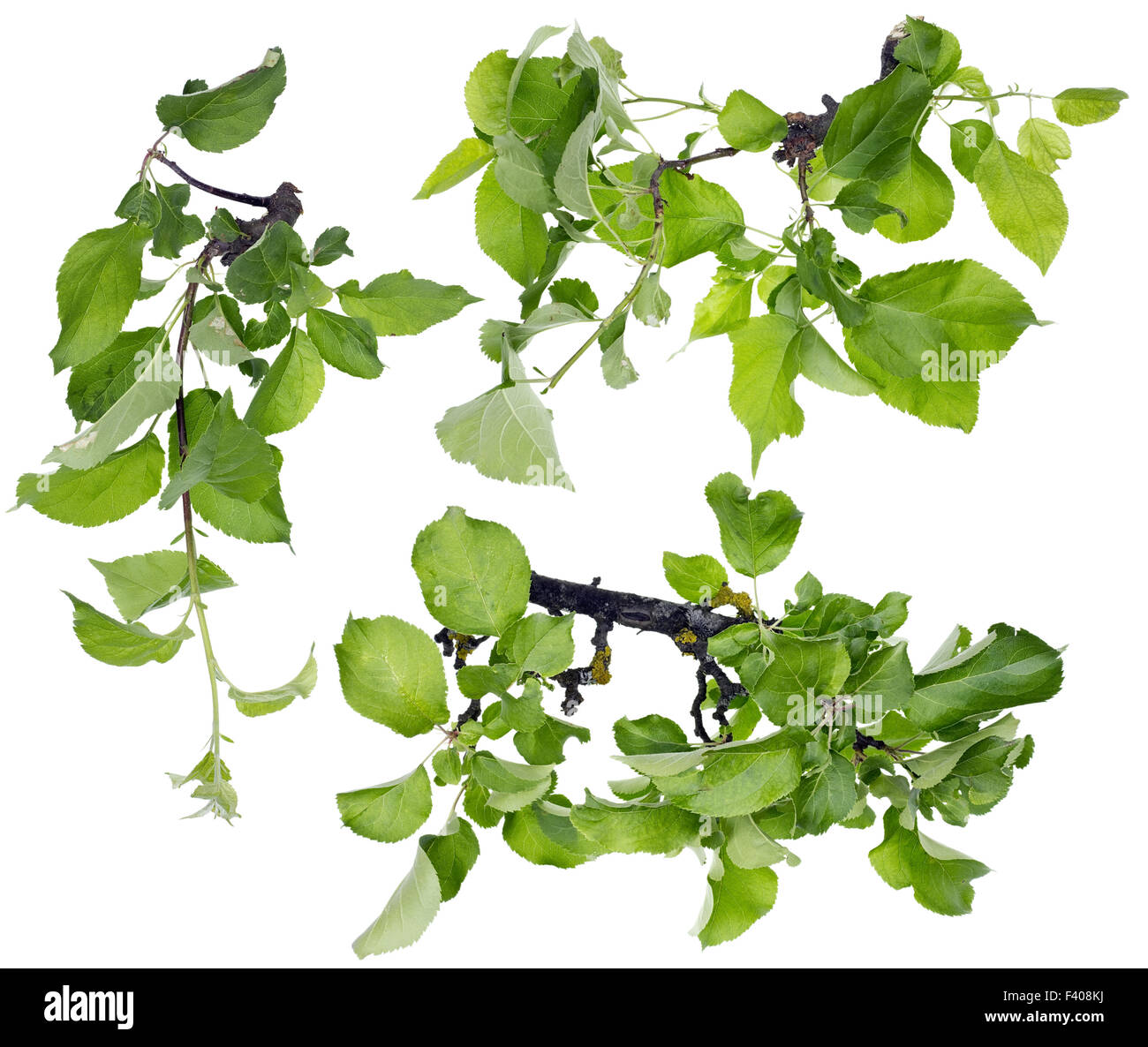 Spring apple tree branches Stock Photo - Alamy