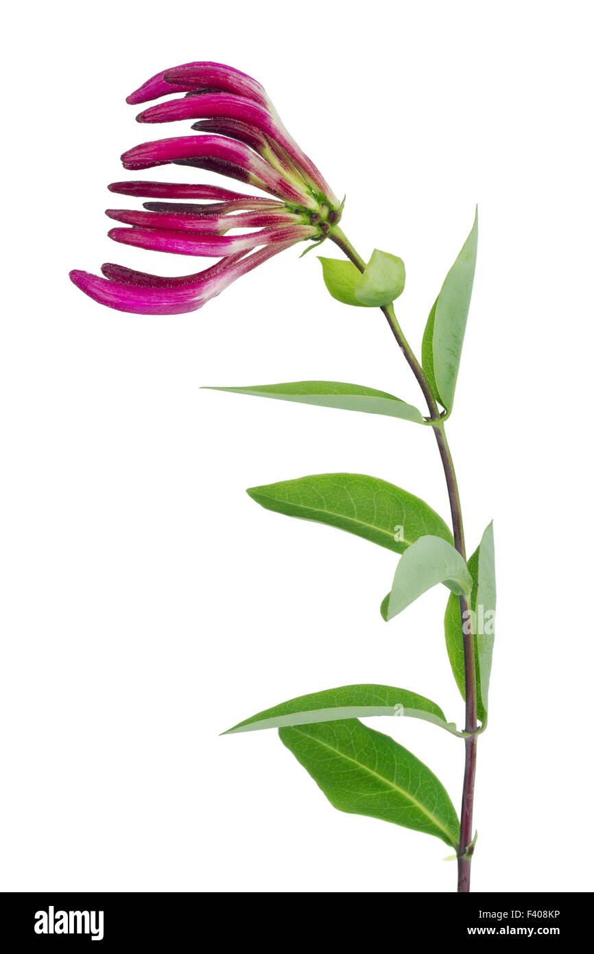 Lonely object in wind Stock Photo - Alamy