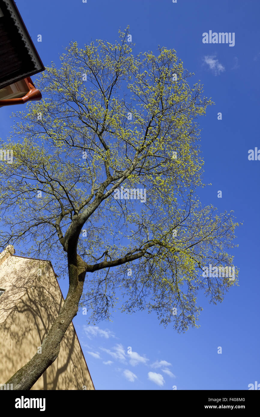 Spring tree concept Stock Photo - Alamy