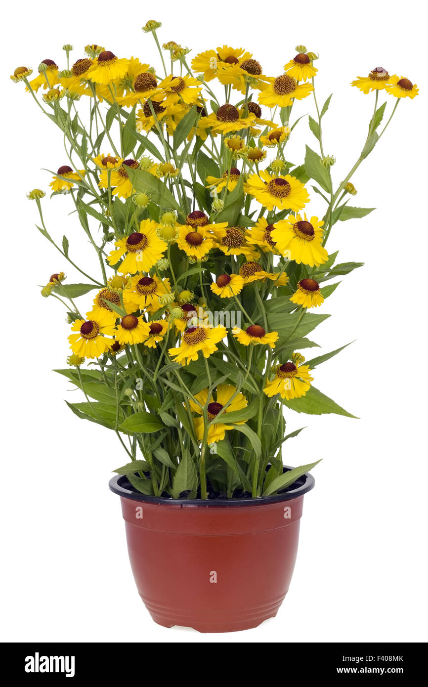 Bush of Coreopsis flowers in pot Stock Photo - Alamy