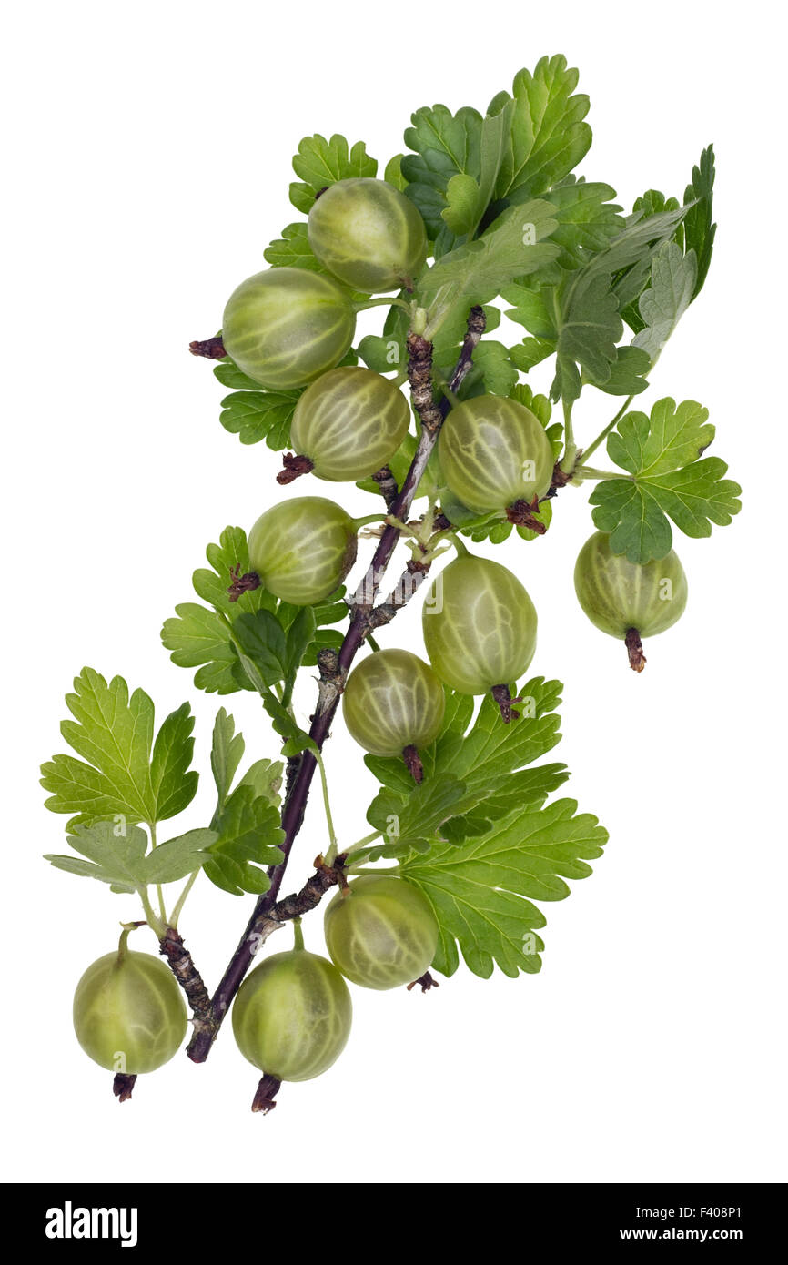 Ripe unripe green red Cut Out Stock Images & Pictures - Alamy