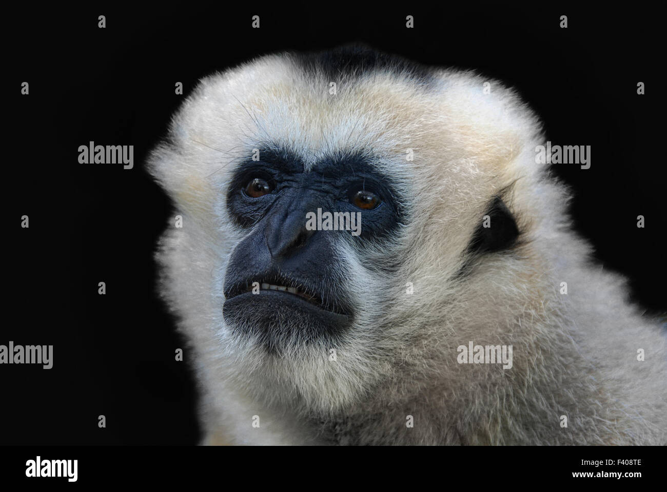 Gibbon face hi-res stock photography and images - Alamy
