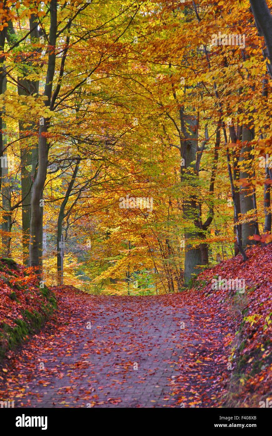 wet autumn forest Stock Photo - Alamy