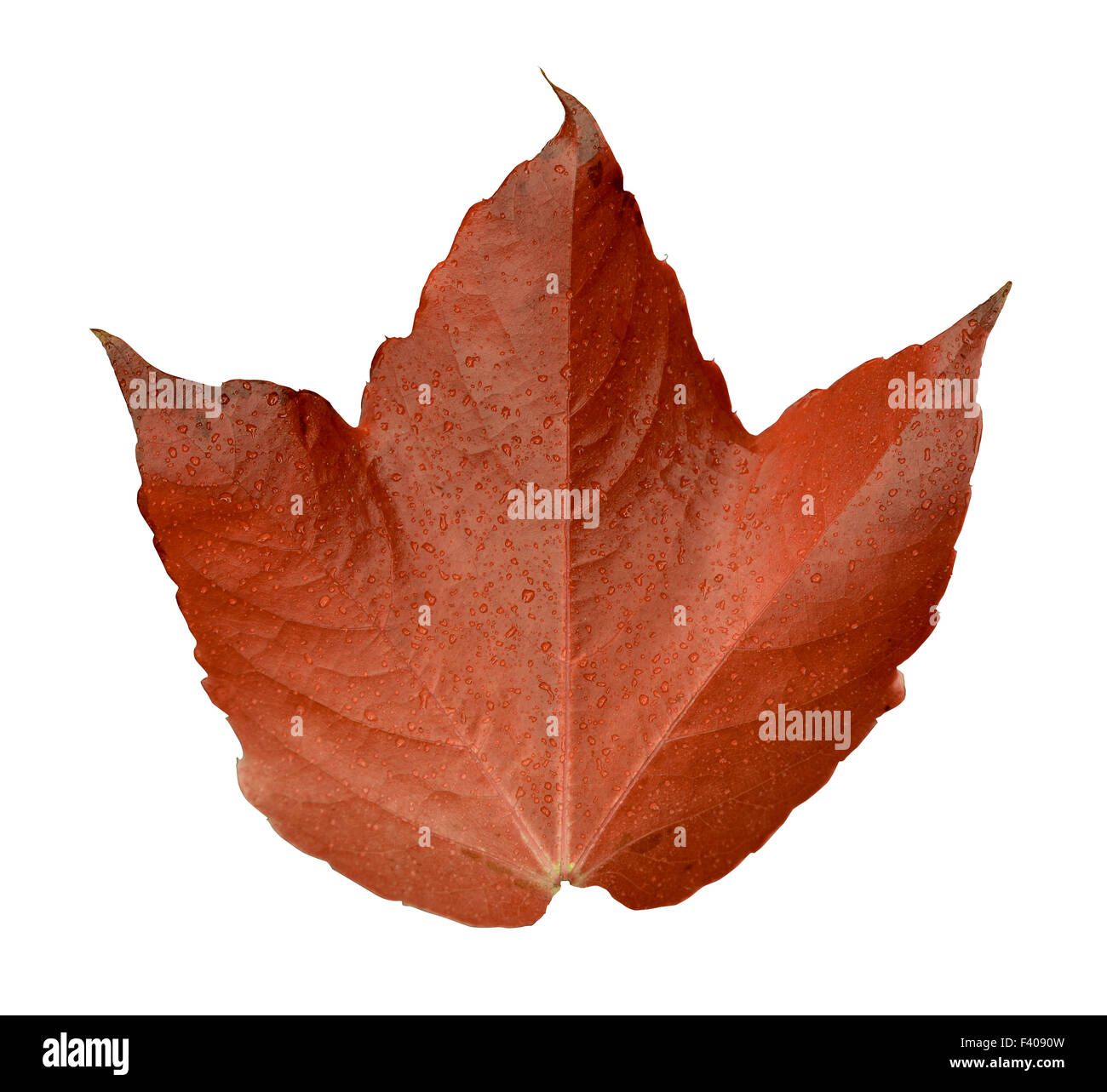 Isolated Orange Leaf Leaf Stock Photo - Alamy