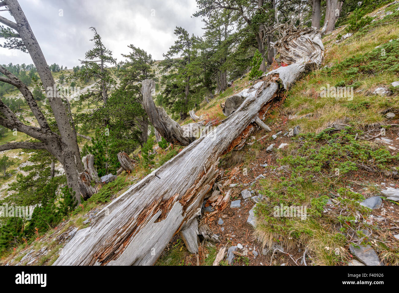 Fallen tree trunk in mountain forest Stock Photo - Alamy