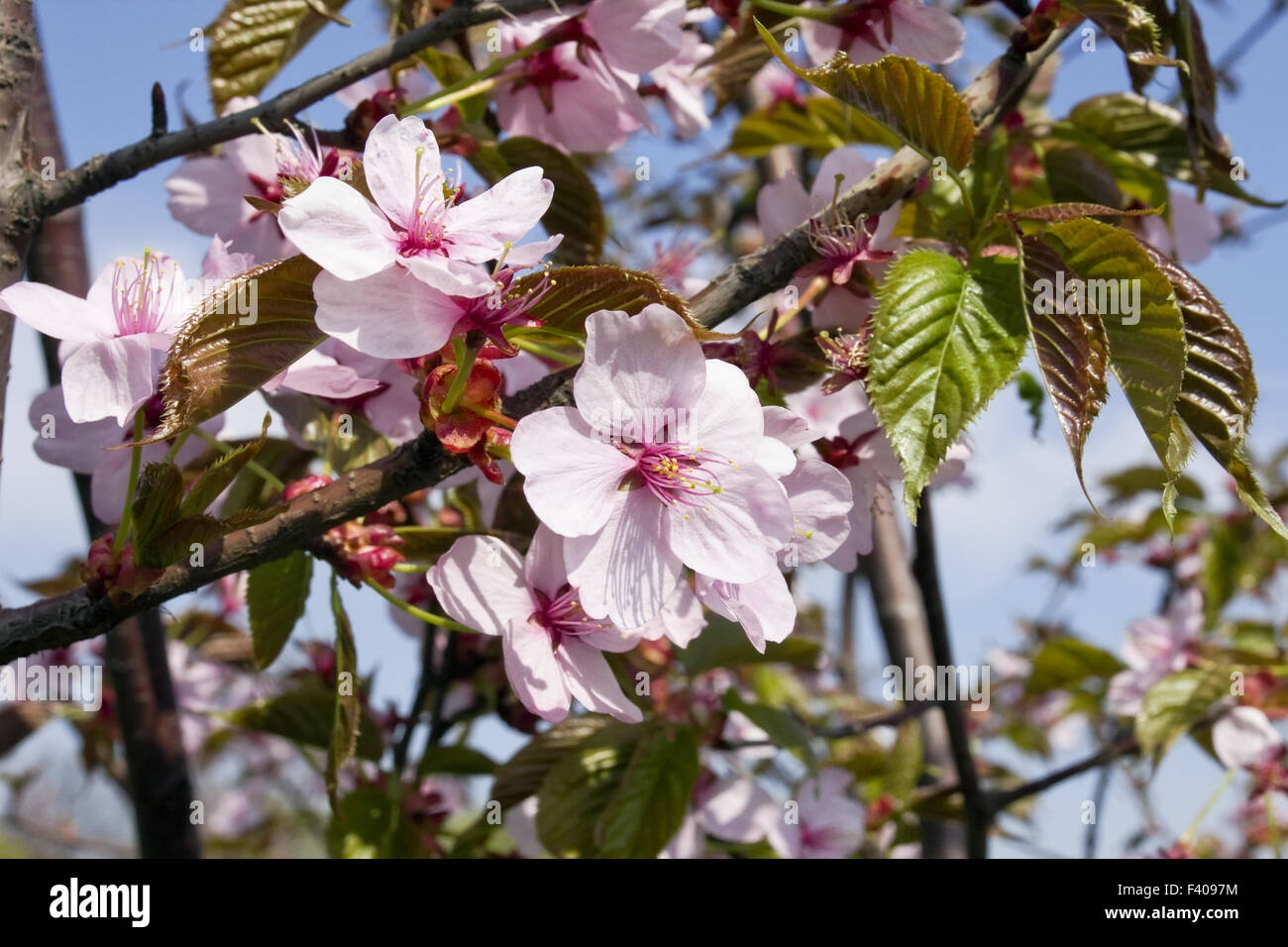 Blossoms Japanese cherry tree Stock Photo - Alamy
