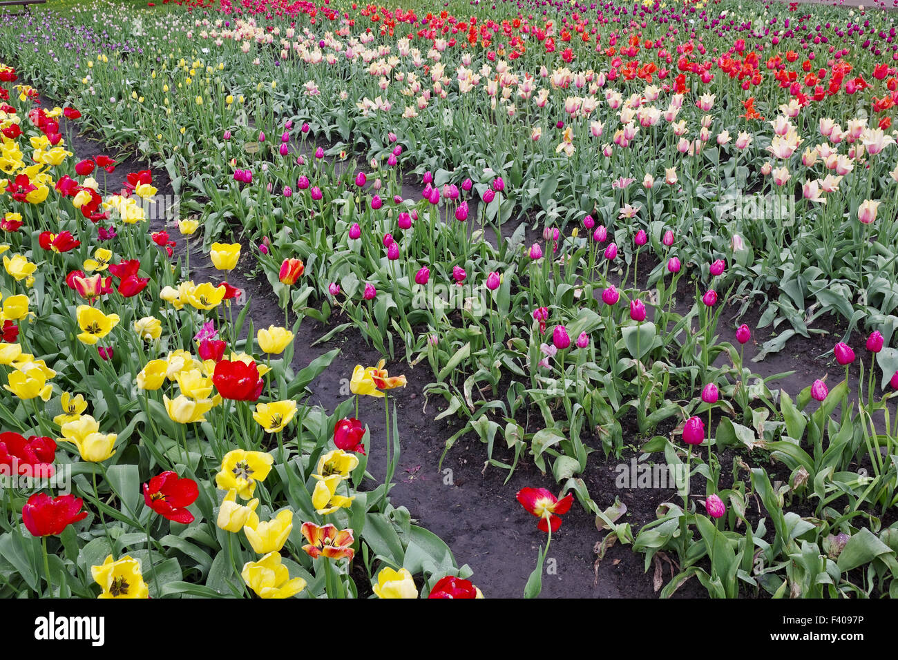 Dying farm hi-res stock photography and images - Alamy