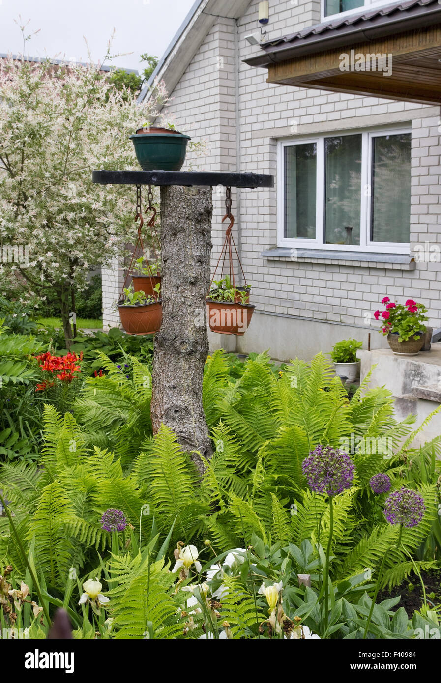 House fern hi-res stock photography and images - Alamy
