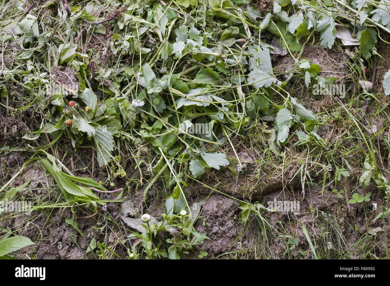 Rotting garbage hi-res stock photography and images - Alamy