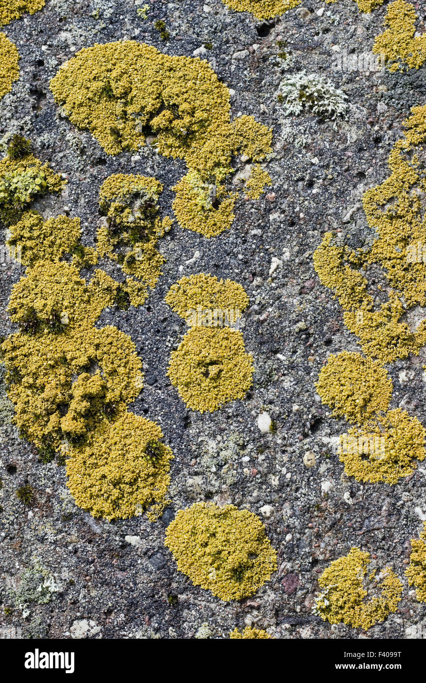 Lichen colony colonies hi-res stock photography and images - Alamy