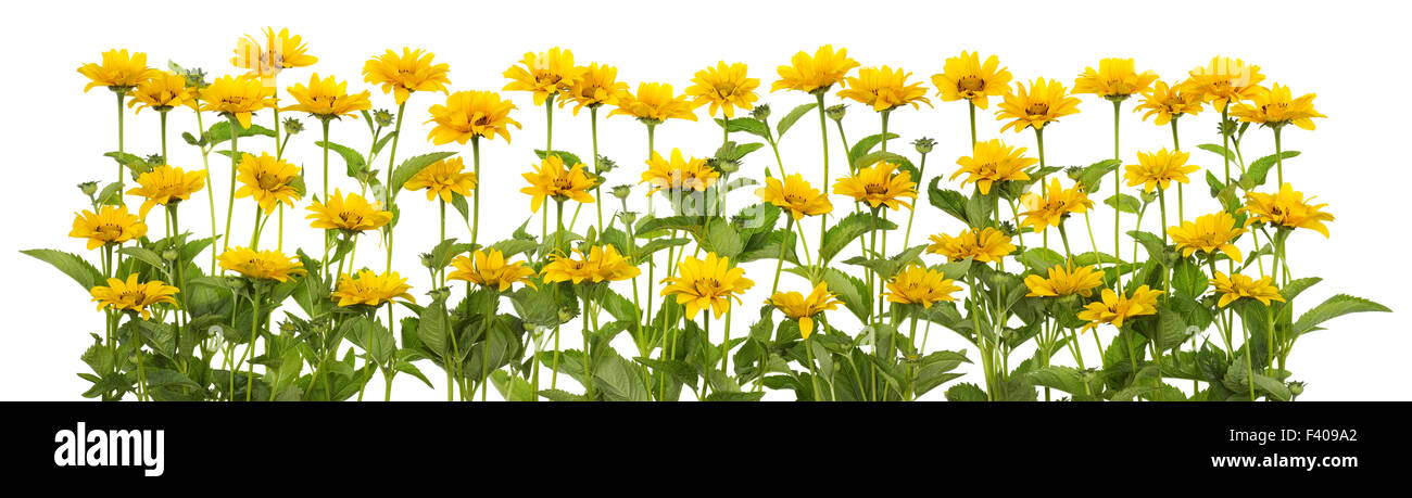 Mini sunflowers isolated line Stock Photo - Alamy